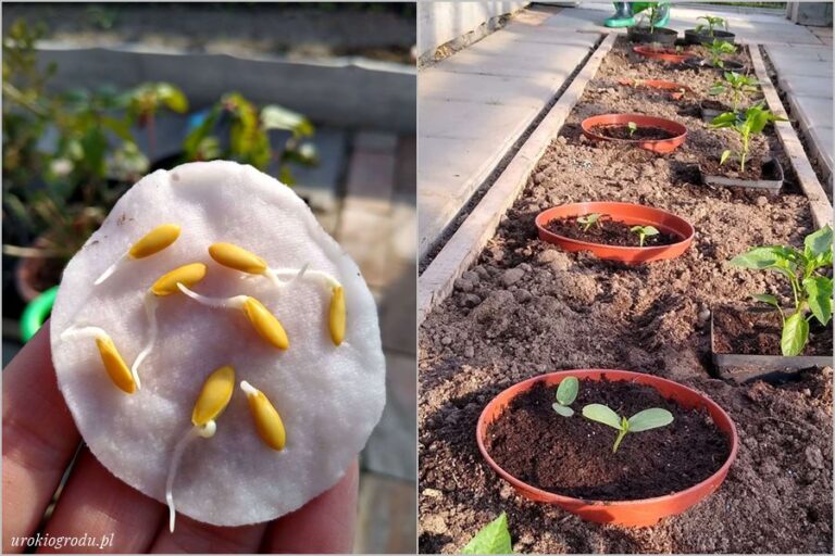 Jak uprawiać melony w gruncie, tunelu i donicy? Zobacz wpis na blogu Uroki Ogrodu