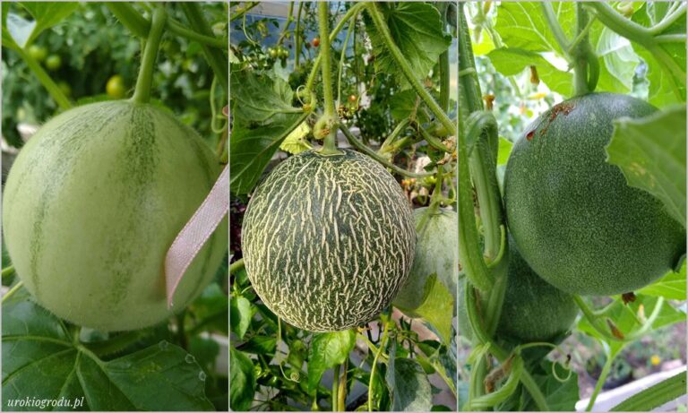 Jak uprawiać melony w gruncie, tunelu i donicy? Zobacz wpis na blogu Uroki Ogrodu