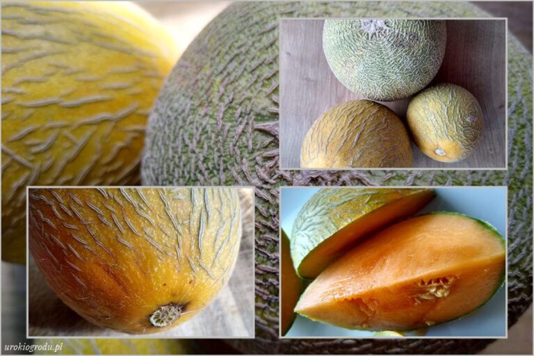 Jak uprawiać melony w gruncie, tunelu i donicy? Zobacz wpis na blogu Uroki Ogrodu