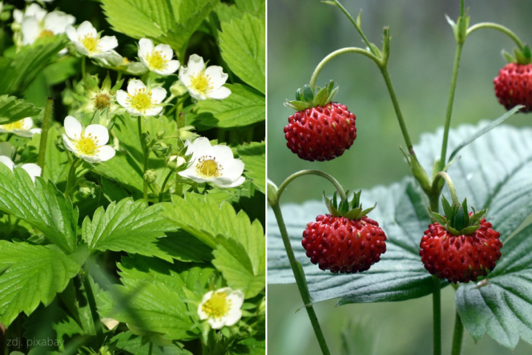 Poziomki uprawa w ogrodzie - siew, sadzenie i pielęgnacja - Bujny Ogród