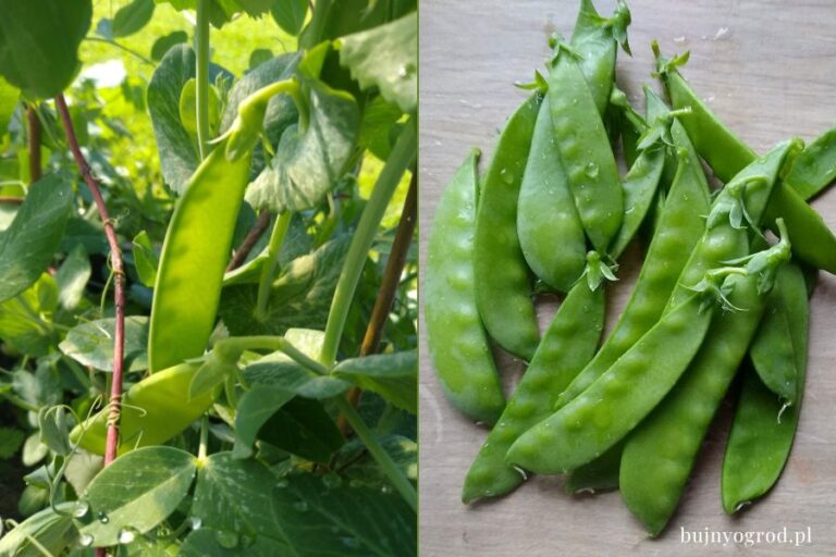 Groszek cukrowy uprawa w ogrodzie i na balkonie - Bujny Ogród