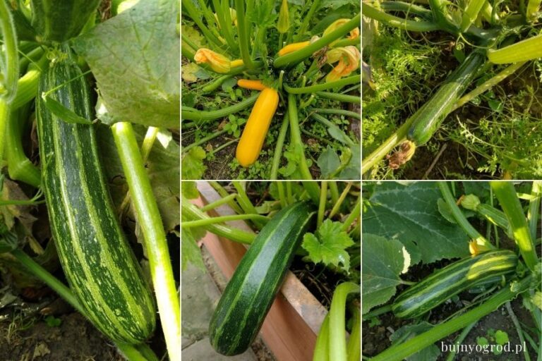 Jak uprawiać cukinię w ogrodzie i na balkonie - Blog Bujny Ogród