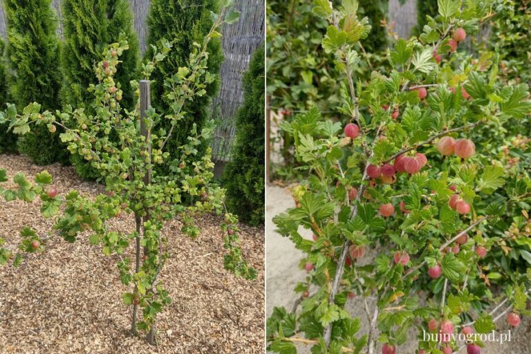 Uprawa agrestu - sadzenie,cięcie i pielęgnacja krok po kroku