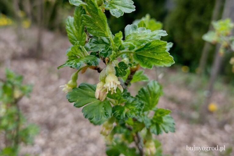 Uprawa agrestu - sadzenie,cięcie i pielęgnacja krok po kroku